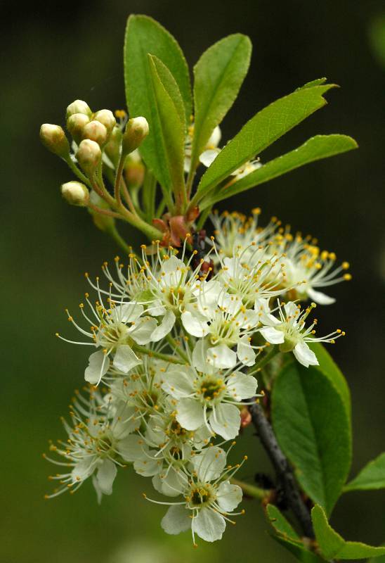 Prunus Emarginata Bitter Cherry
