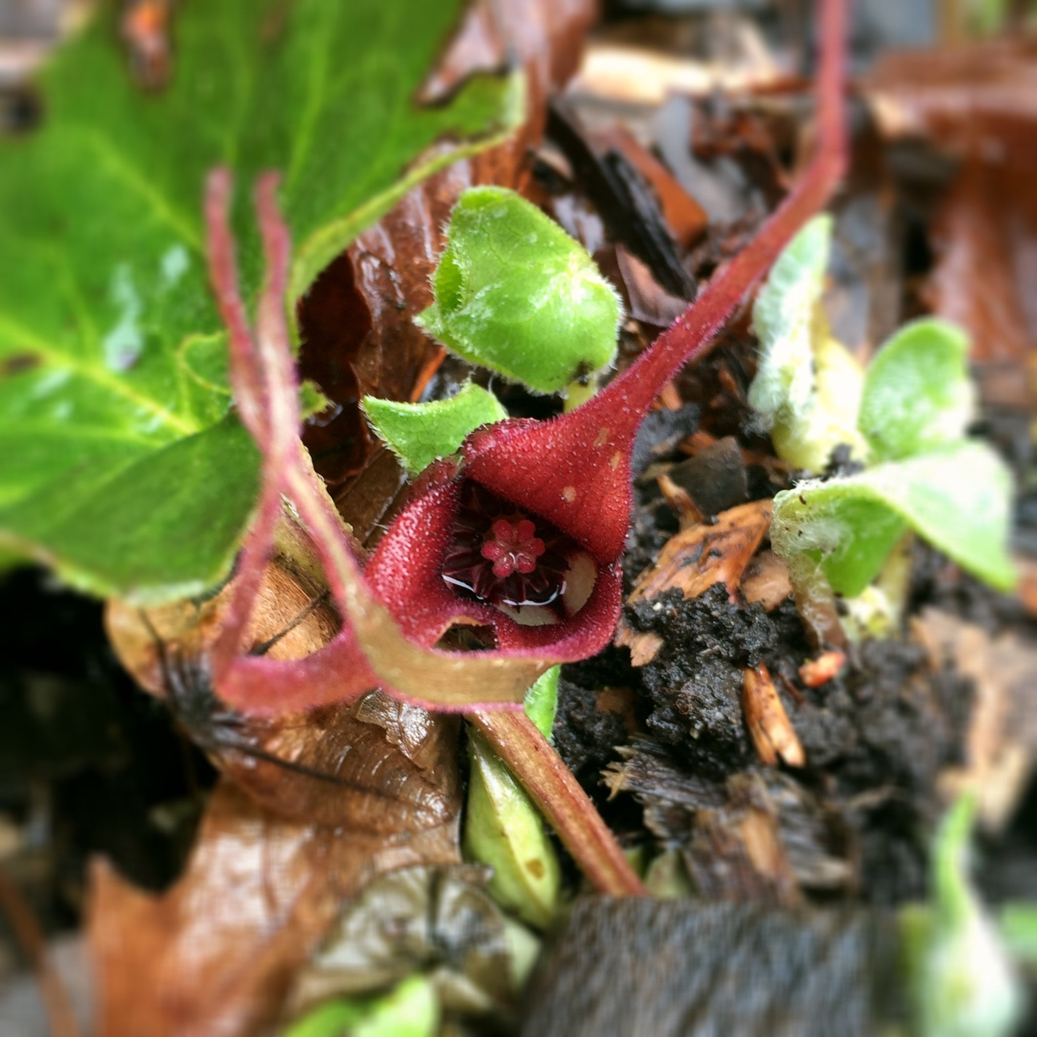 Asarum Caudatum Root