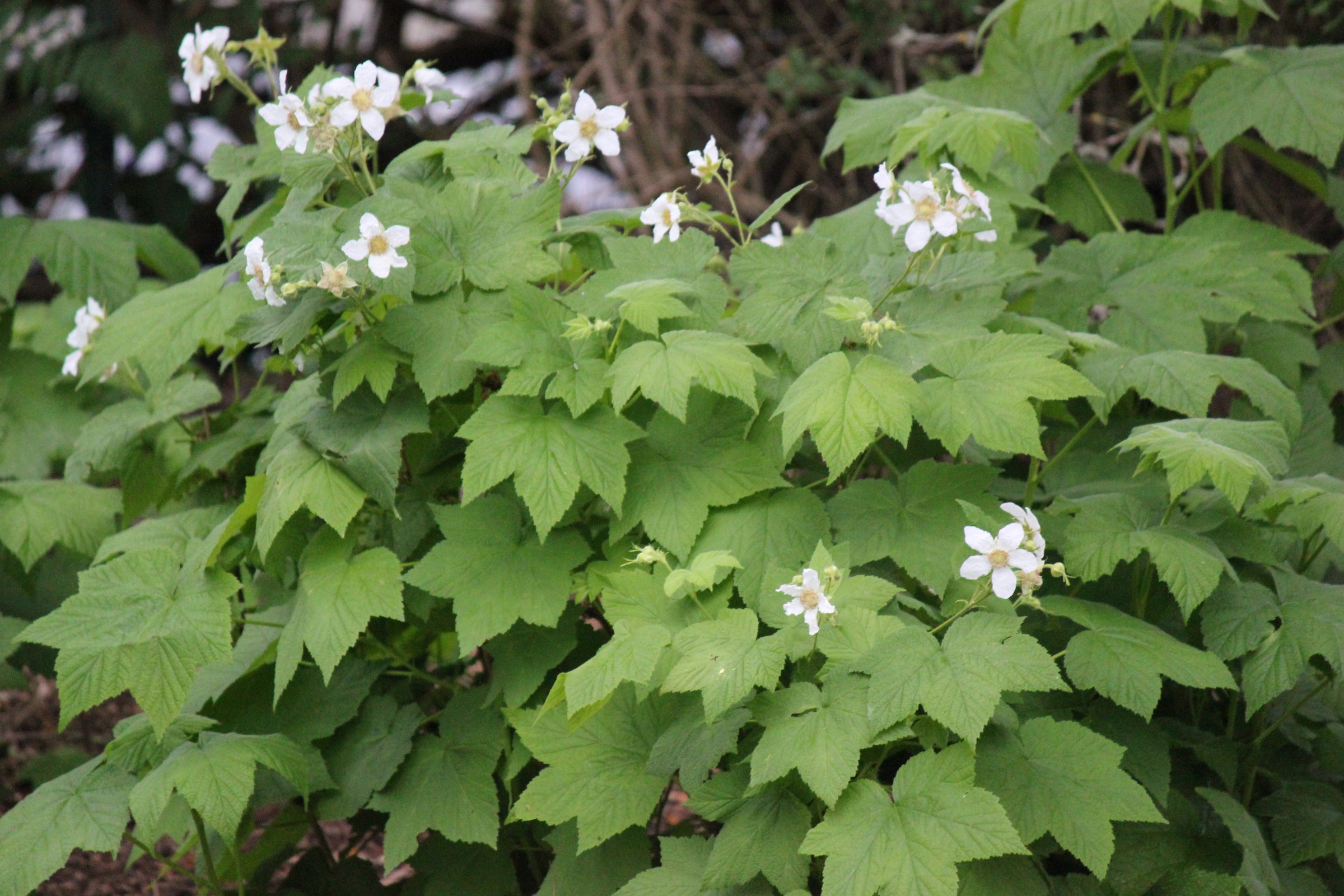 Rubus Parviflorus
