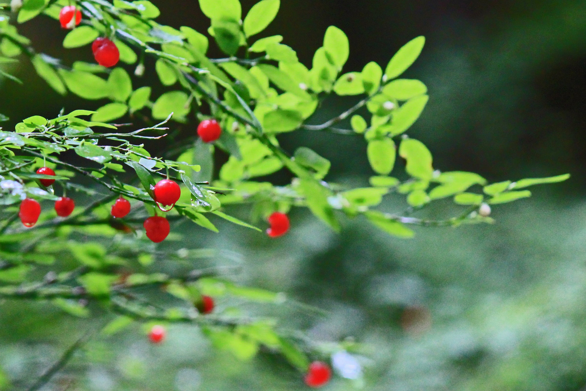 Red Huckleberry Plant
